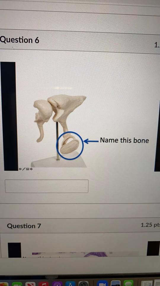 Solved Question 6 1. Name this bone Question 7 1.25 pt. | Chegg.com