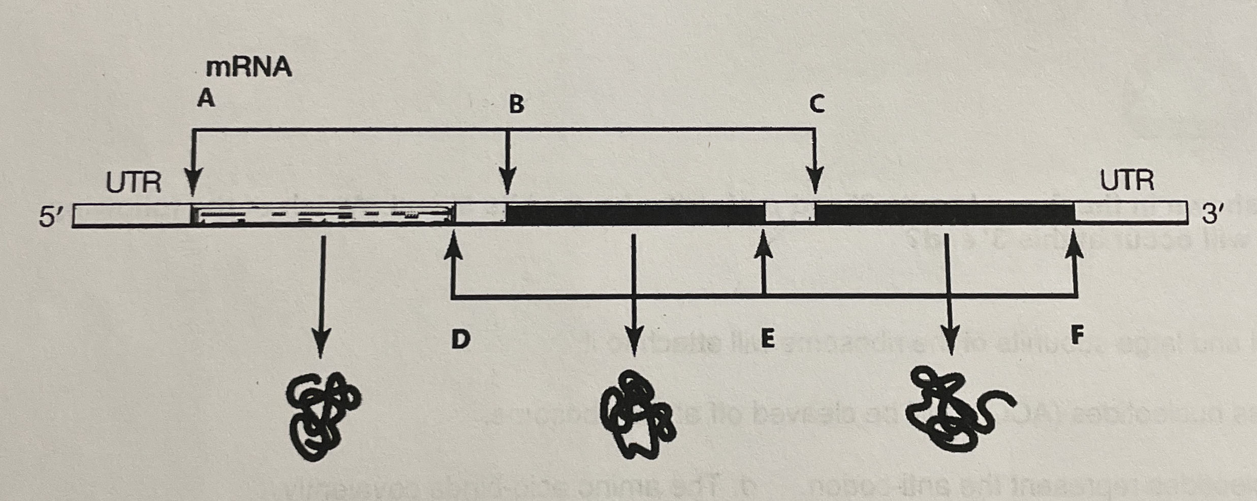 Solved Consider the mRNA in the diagram below.a. ﻿Is it from | Chegg.com
