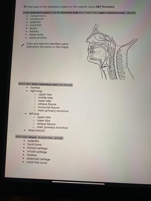 Solved View each of the respiratory organs on the cadaver | Chegg.com