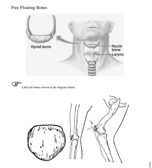 Solved Free Floating Bones Hyoid bone Hyoid bone Larynx | Chegg.com