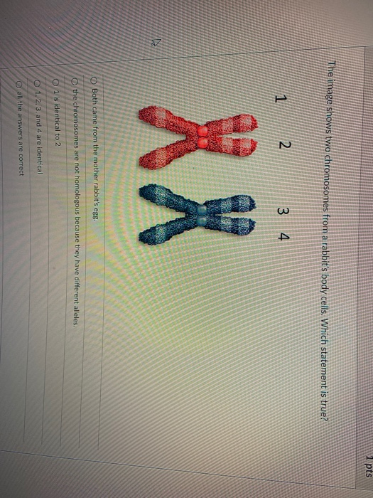 Solved 1 pts The image shows two chromosomes from a rabbit's | Chegg.com