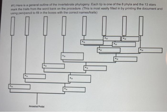 Solved #1) Here is a general outline of the invertebrate | Chegg.com