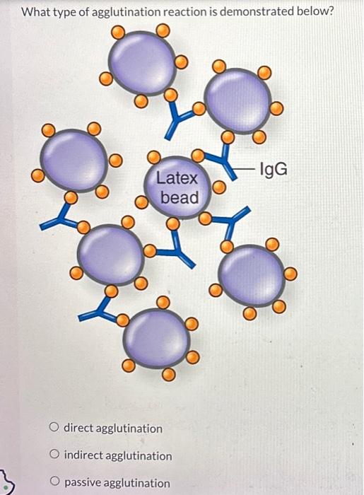 Solved What type of agglutination reaction is demonstrated | Chegg.com