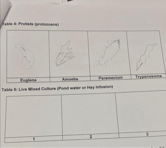 Table 4: Protists (protozoans) Table 5: Live Mixed | Chegg.com