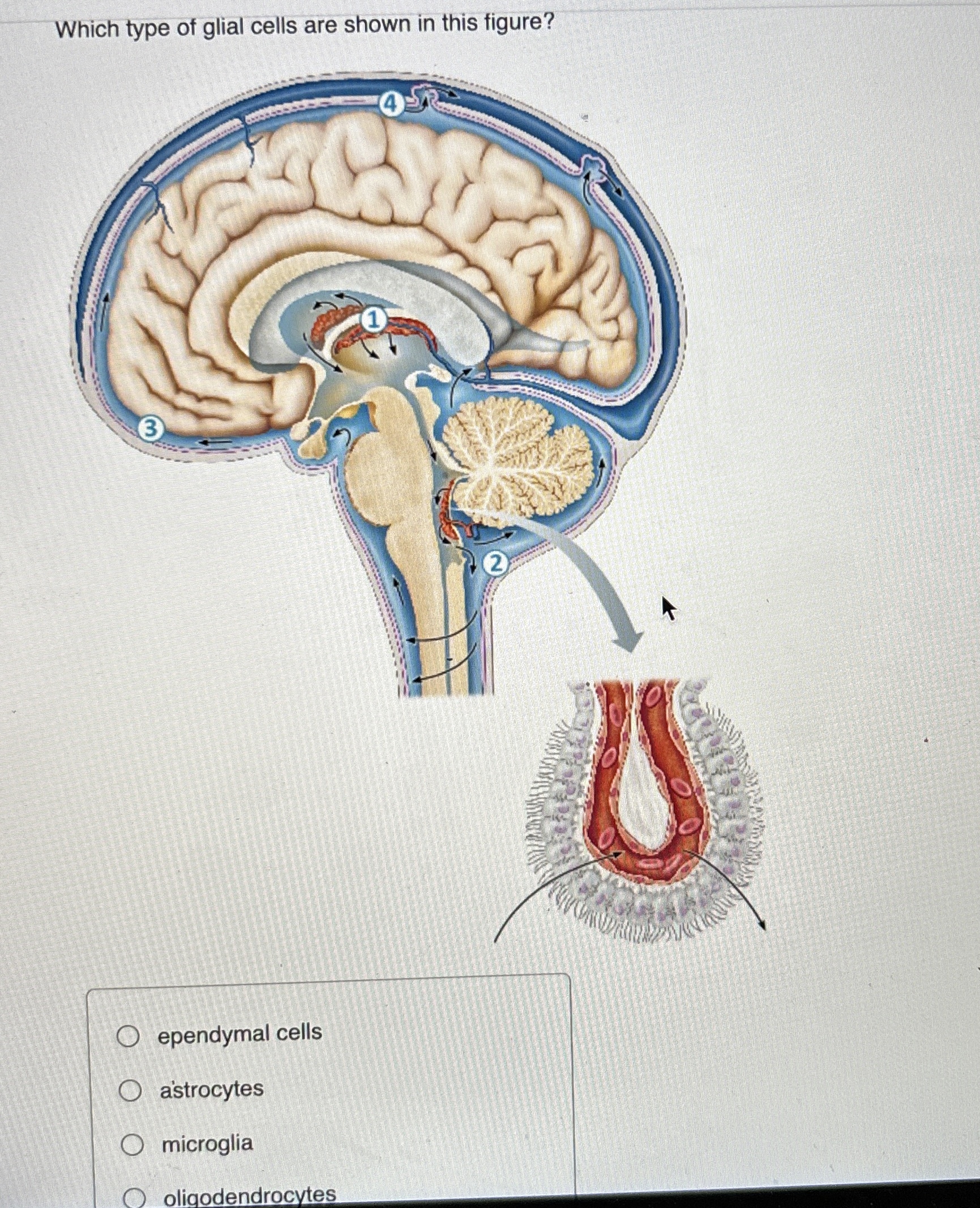 Solved Which type of glial cells are shown in this | Chegg.com