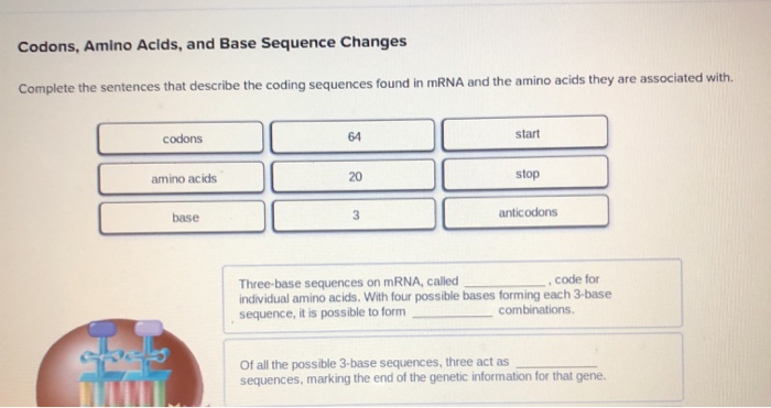 Solved Codons, Amino Acids, and Base Sequence Changes | Chegg.com