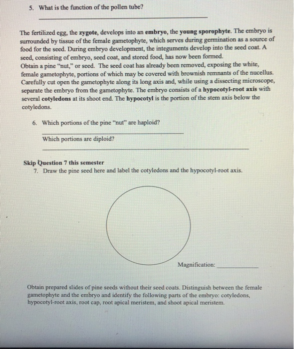 Exercise I: Pinus In conifers, the male and female | Chegg.com