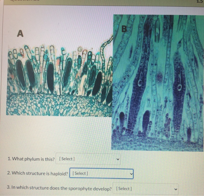 Solved 1. select from coniferophyta, hepatophyte, bryophyte, | Chegg.com