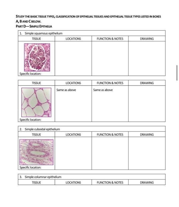 LAB 10 EPITHELIAL TISSUE OBJECTIVES Be able to | Chegg.com