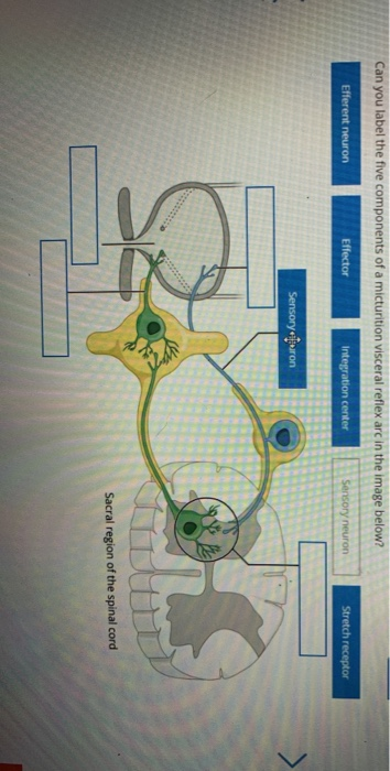 Solved Can you label the five components of a micturition | Chegg.com