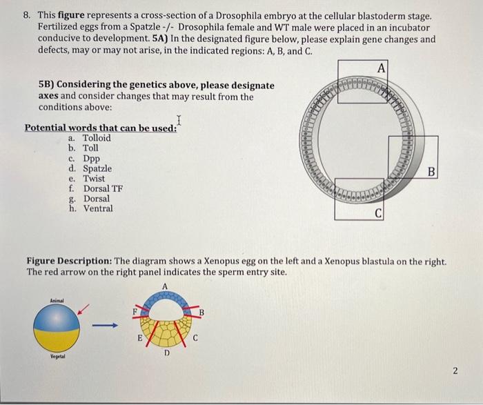 Solved 8. This figure represents a cross-section of a | Chegg.com