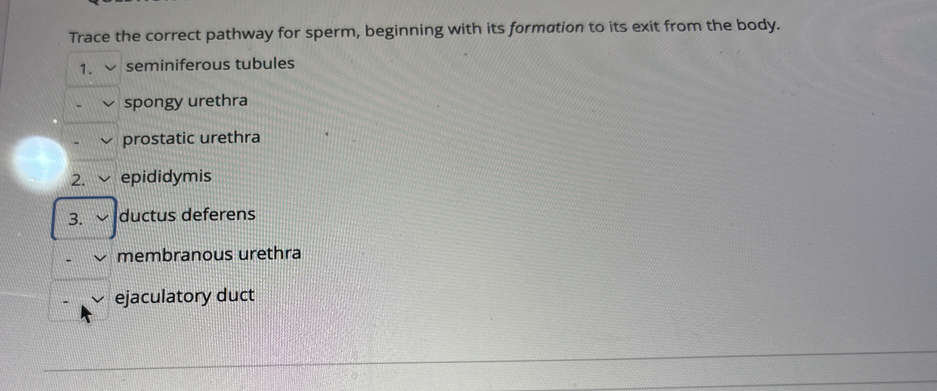 Solved Trace the correct pathway for sperm, beginning with | Chegg.com