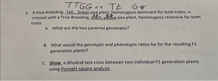 Solved 1. A true-breeding, Tall, Green pea plant, homozygous | Chegg.com