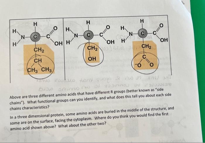 Solved Above are three different amino acids that have | Chegg.com