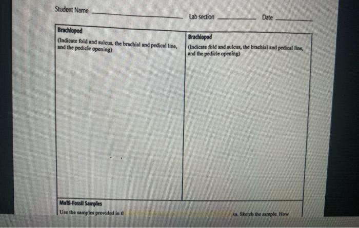 Solved Student Name Lab section Date Brachlopod (Indicate | Chegg.com
