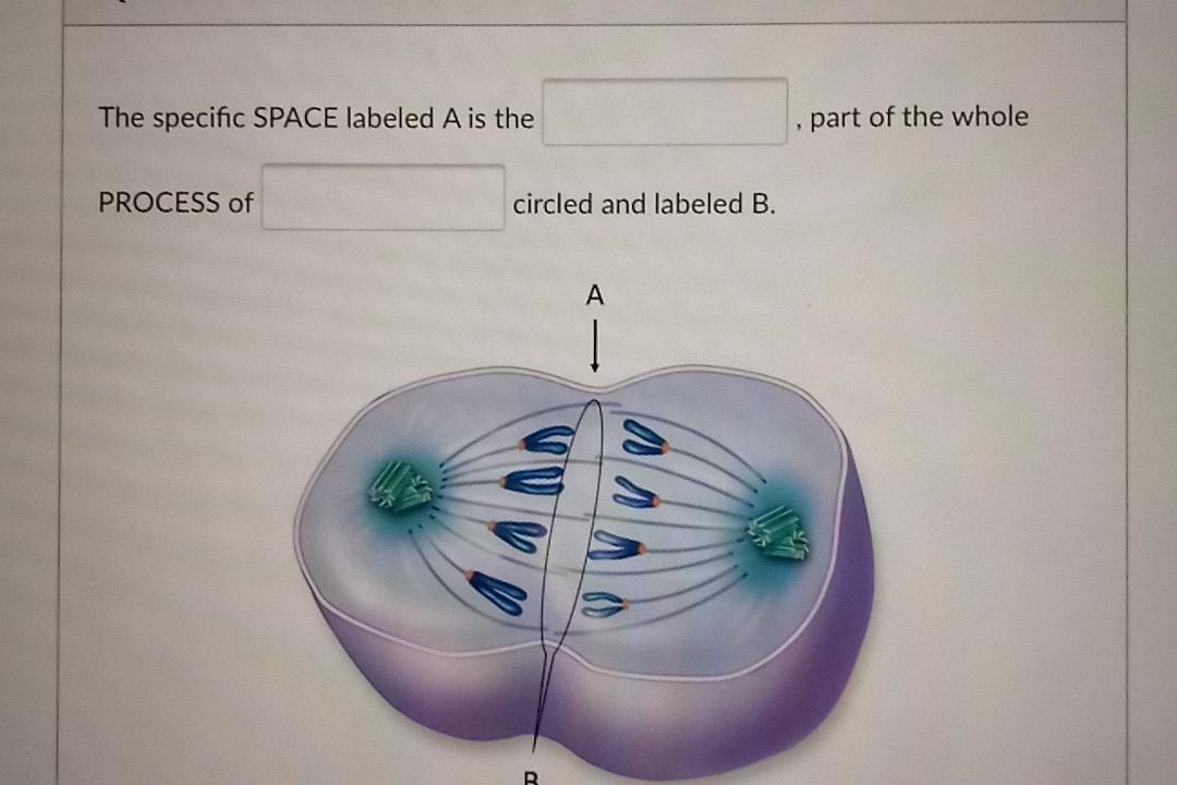 Solved The specific SPACE labeled A is the > part of the | Chegg.com