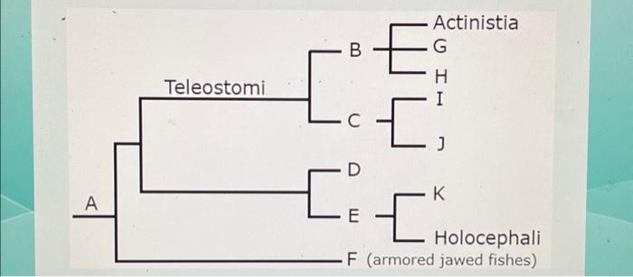 Solved A Teleostomi B D 41 E [ Actinistia G H I J K C | Chegg.com