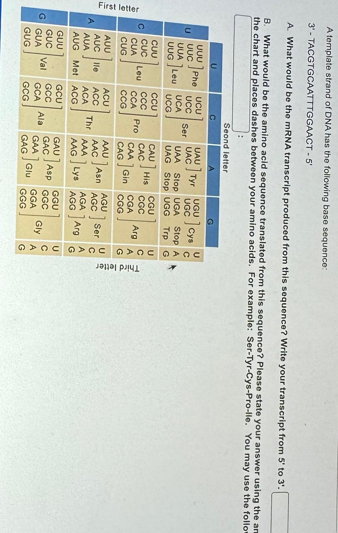 Solved A template strand of DNA has the following base | Chegg.com