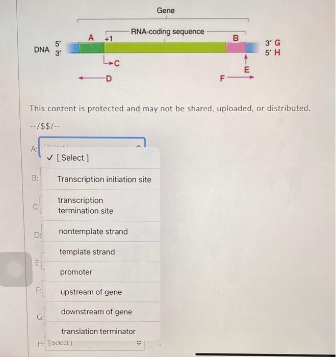 Solved Gene RNA-coding sequence A +1 B DNA 5' 3 3 G 5 H Lc E | Chegg.com