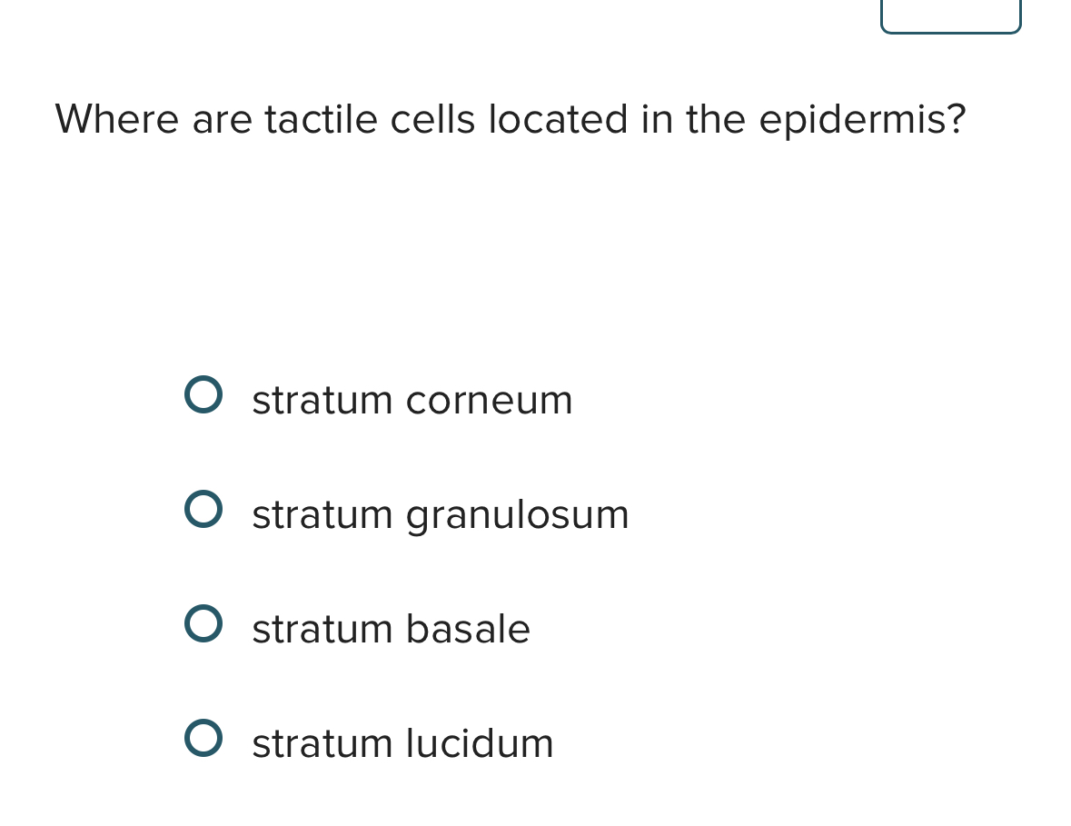 Solved Where are tactile cells located in the | Chegg.com