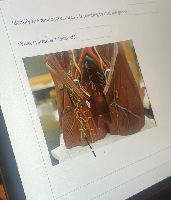 Solved Identify the round structures 1 is pointing to that | Chegg.com