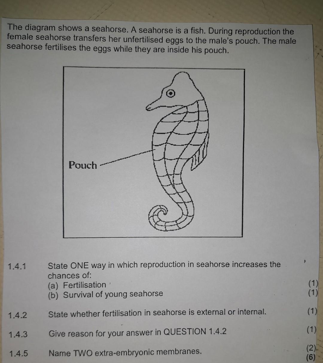 Solved The diagram shows a seahorse. A seahorse is a fish. | Chegg.com