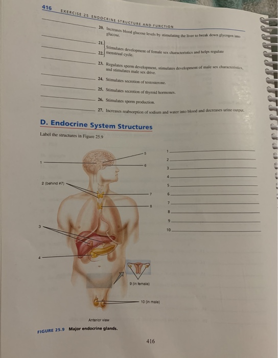 Solved C. Hormone Function EXERCISE 25 ENDOCRINE STRUCTURE | Chegg.com