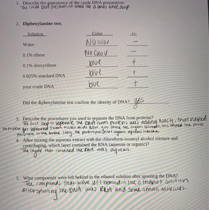 Solved 1. Describe the appearance of the crude DNA | Chegg.com