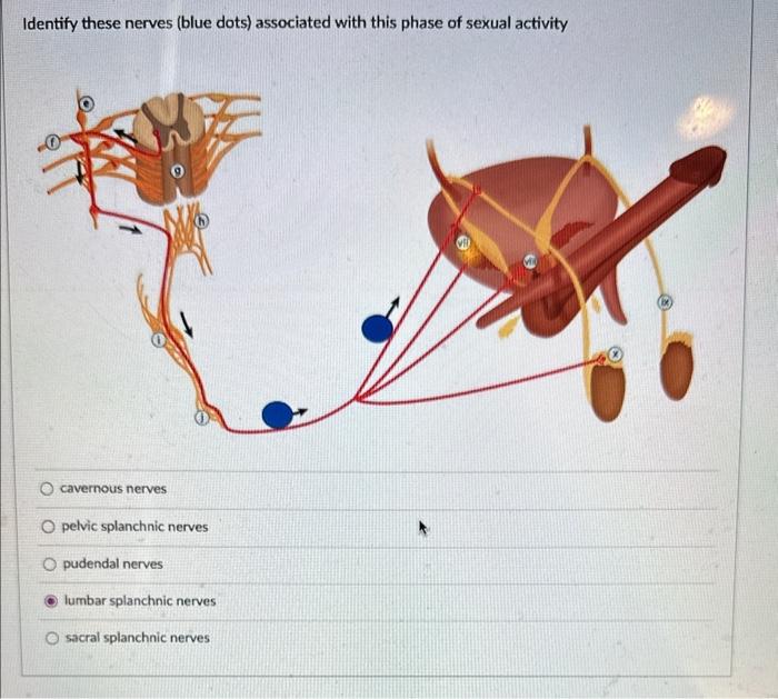 Solved Identify these nerves (blue dots) associated with | Chegg.com