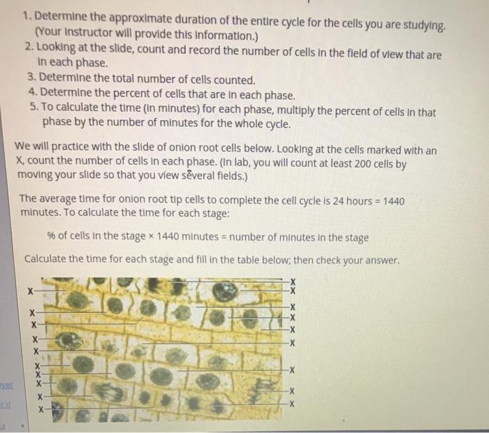 Solved 7. The average time for onion root tip cells to | Chegg.com