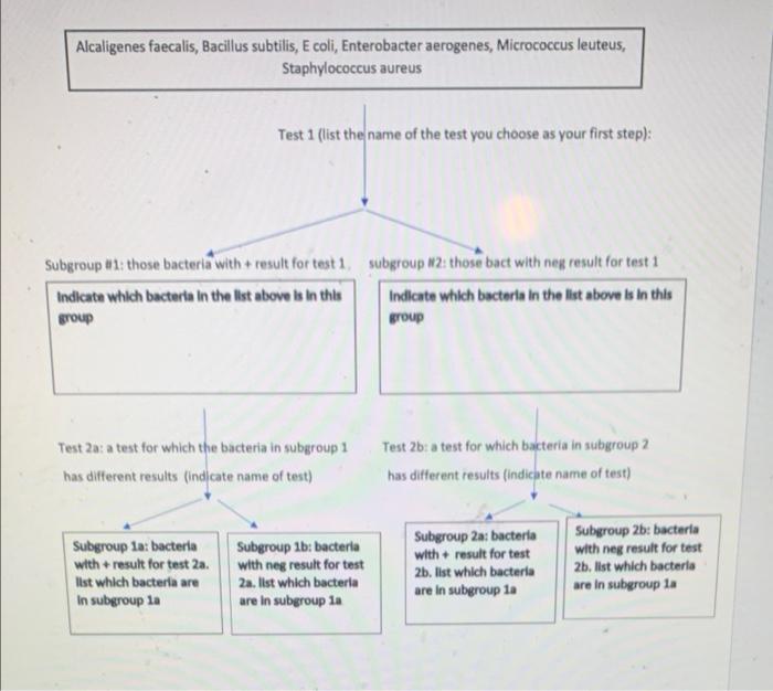 Solved Alcaligenes faecalis, Bacillus subtilis, E coli, | Chegg.com