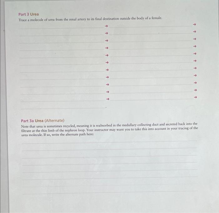 Solved Part 3 Urea Trace a molecule of urea from the renal | Chegg.com