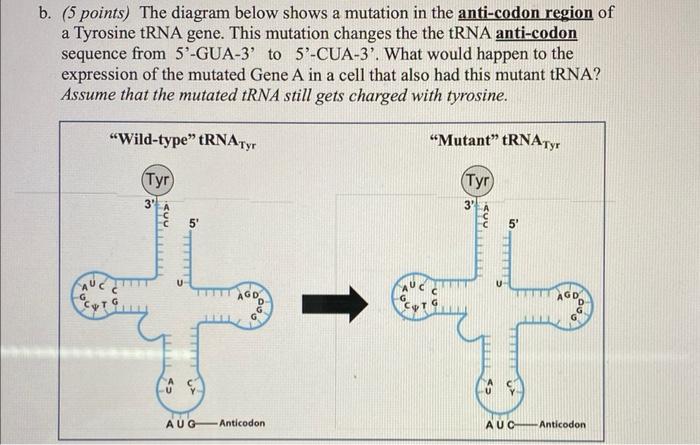 Solved b. (5 points) The diagram below shows a mutation in | Chegg.com