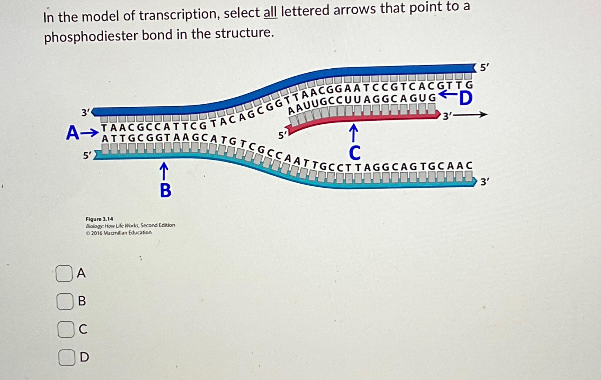 Solved In the model of transcription, select all lettered | Chegg.com