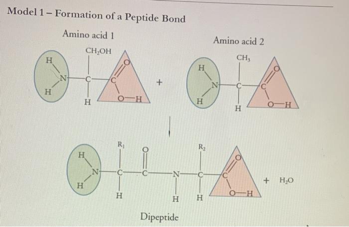 Solved Model 1 - Formation of a Peptide Bond Amino acid 1 | Chegg.com