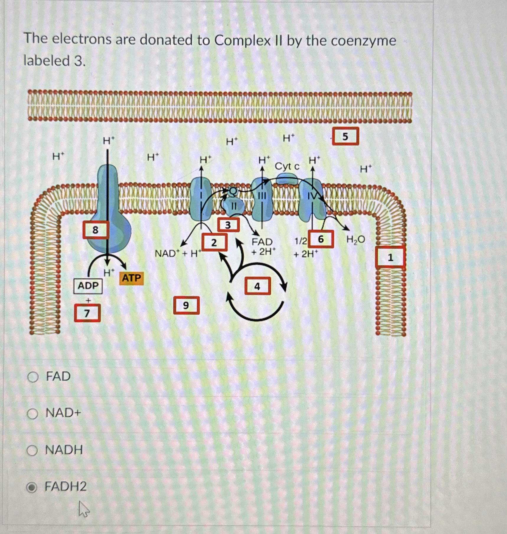 Solved The electrons are donated to Complex II by the | Chegg.com