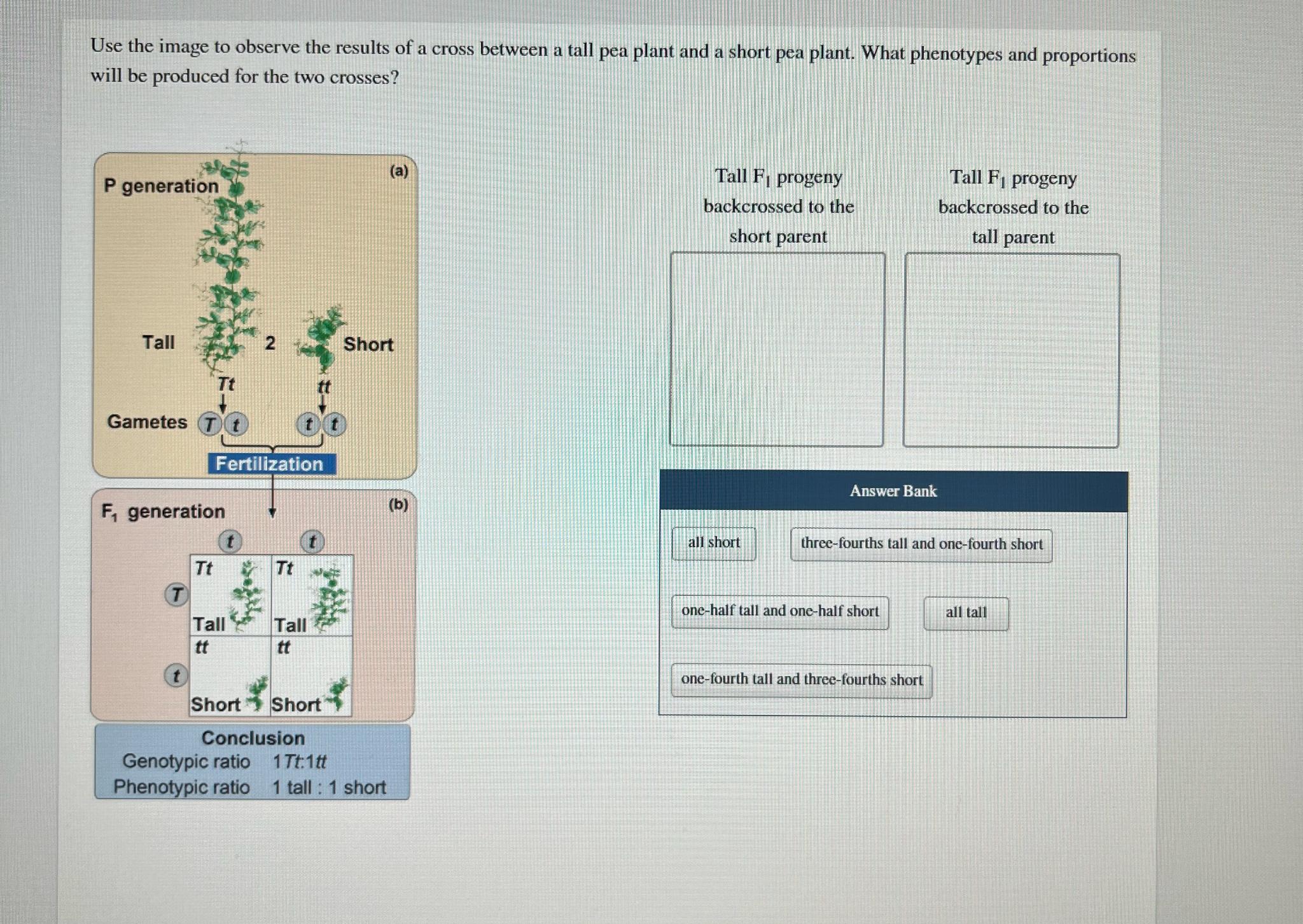Solved Use the image to observe the results of a cross | Chegg.com