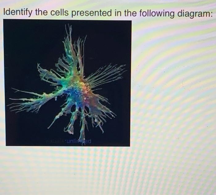 Solved Identify the cells presented in the following | Chegg.com