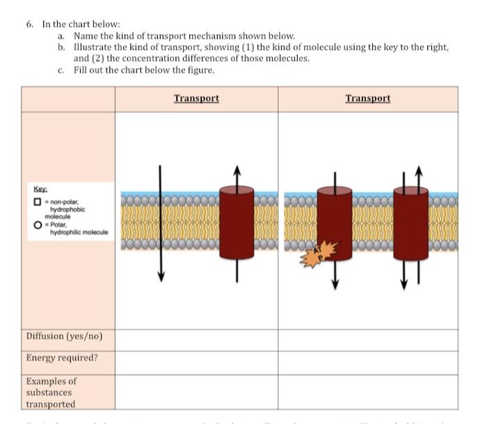 Solved 6. In the chart below: a. Name the kind of transport | Chegg.com