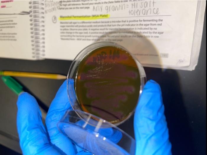 Solved This is an Eosin Methylene Blue (EMB) agar plate. I | Chegg.com