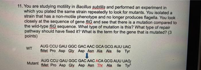 Solved 11. You are studying motility in Bacillus subtilis | Chegg.com