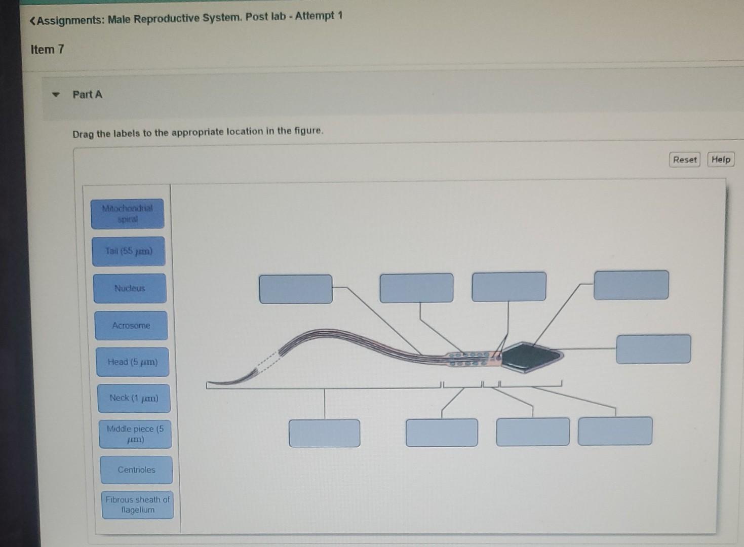 Solved KAssignments: Male Reproductive System. Post lab - | Chegg.com