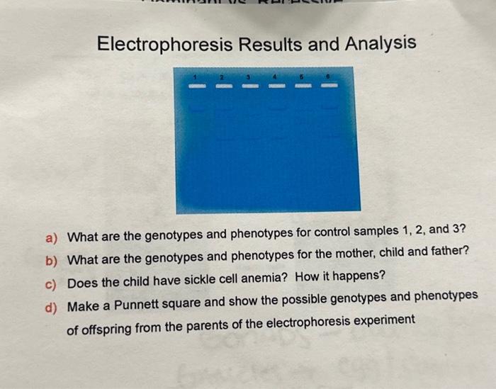 Electrophoresis Results and Analysis a) What are the | Chegg.com