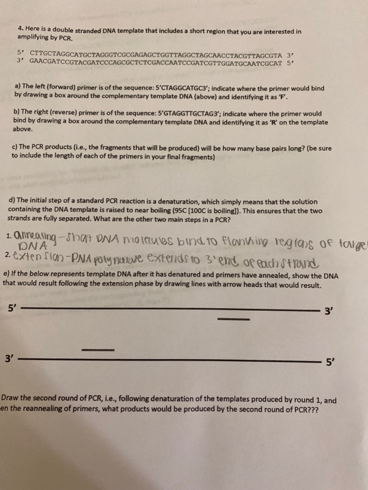 Solved 4. Here is a double stranded DNA template that | Chegg.com