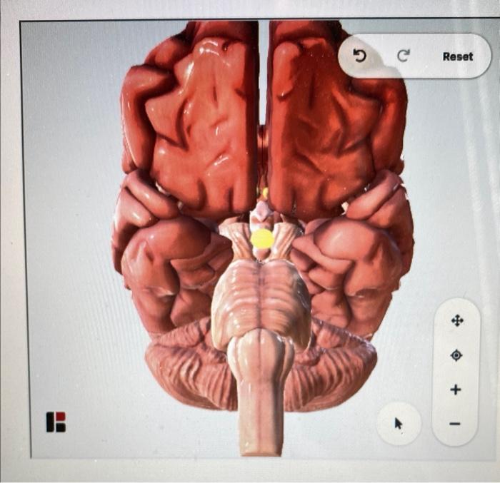 External Brain Structures Select a region of the | Chegg.com