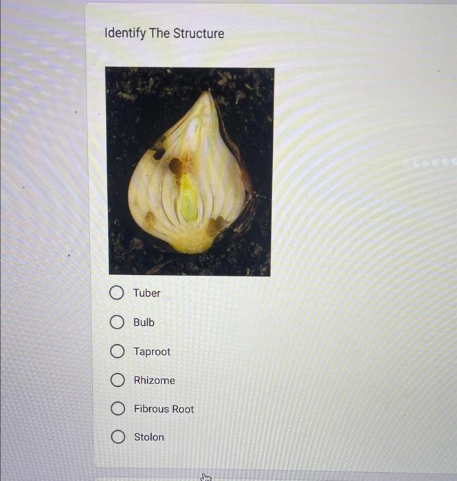 Solved Identify The Structure Tuber Bulb Taproot Rhizome | Chegg.com