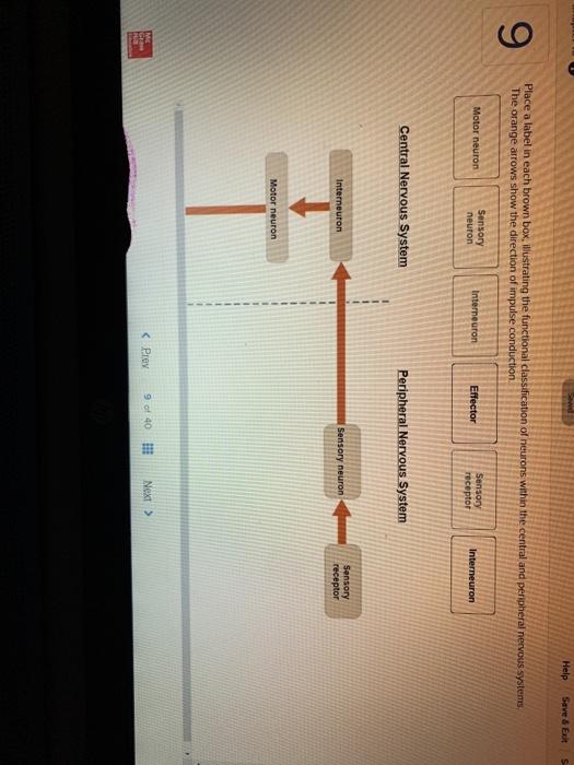 Solved Sad Help Save & Exht S 9 Place a label in each brown | Chegg.com