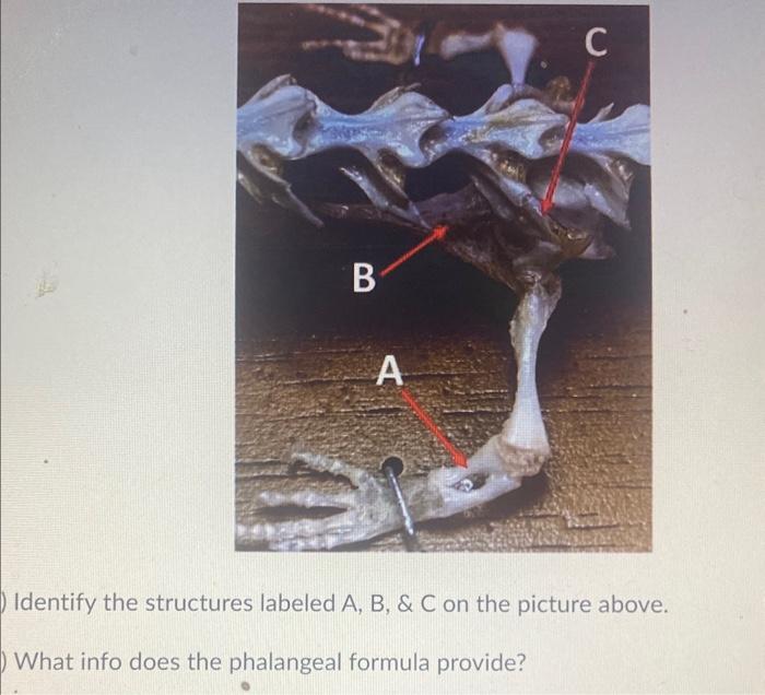 Solved Identify the structures labeled A, B, \& C on the | Chegg.com