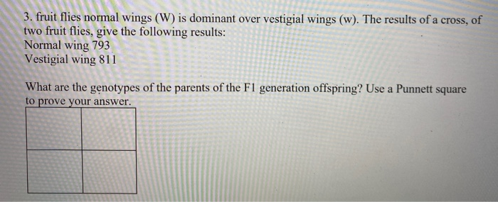 Solved 3. fruit flies normal wings (W) is dominant over | Chegg.com