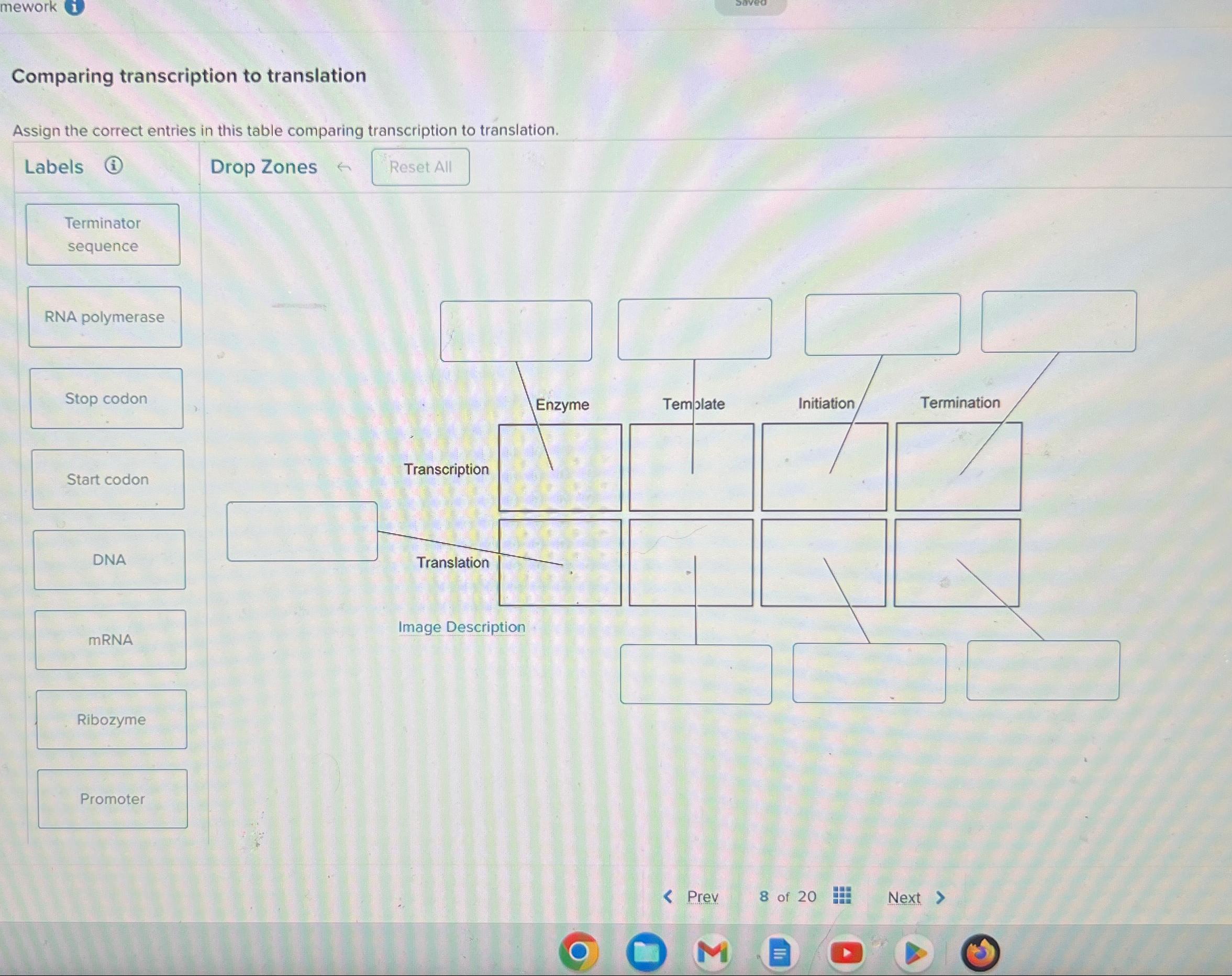 Solved Comparing transcription to translationAssign the | Chegg.com